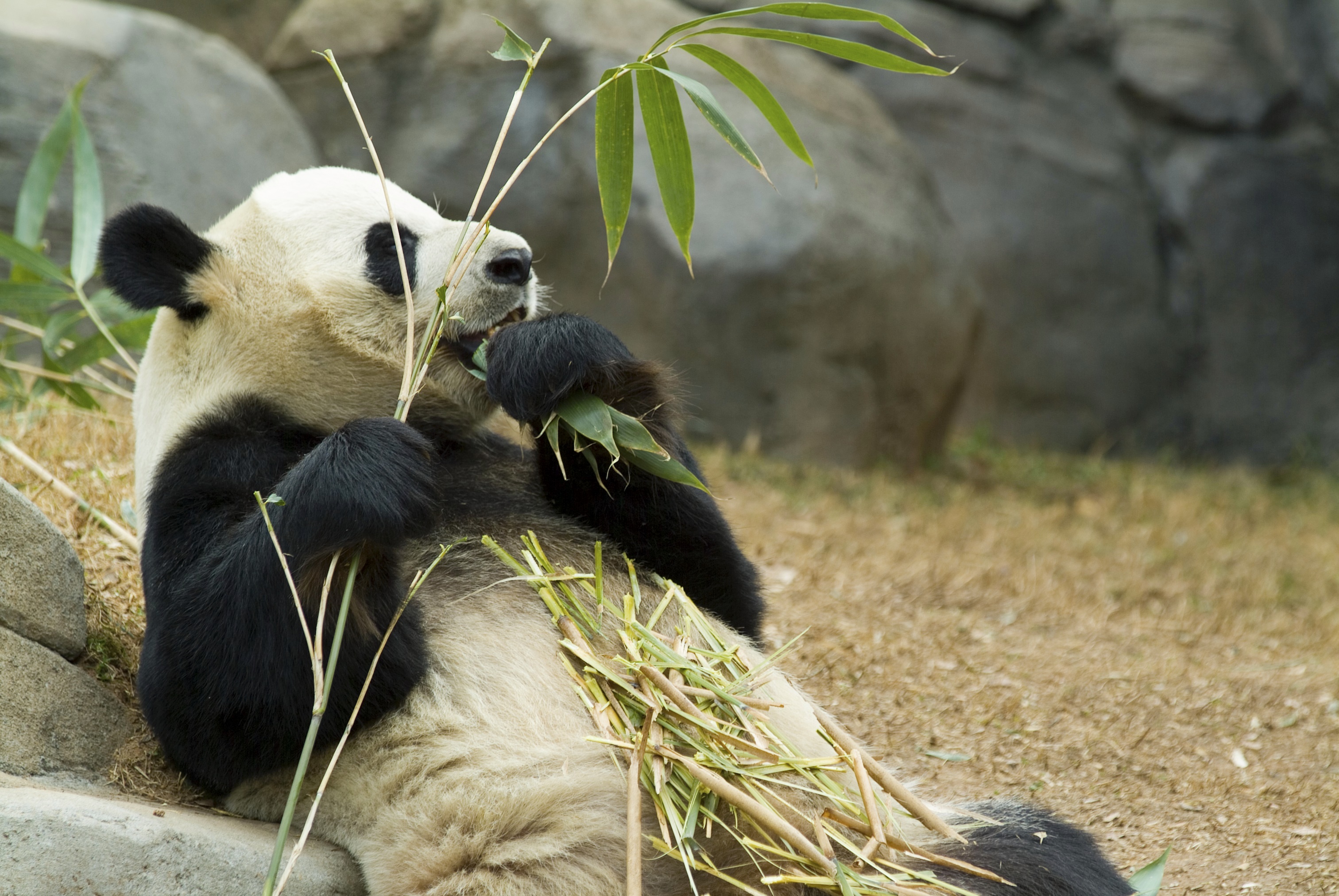 Feeding Time at Google Zoo: Hungry Pandas & Penguins | GWS Media